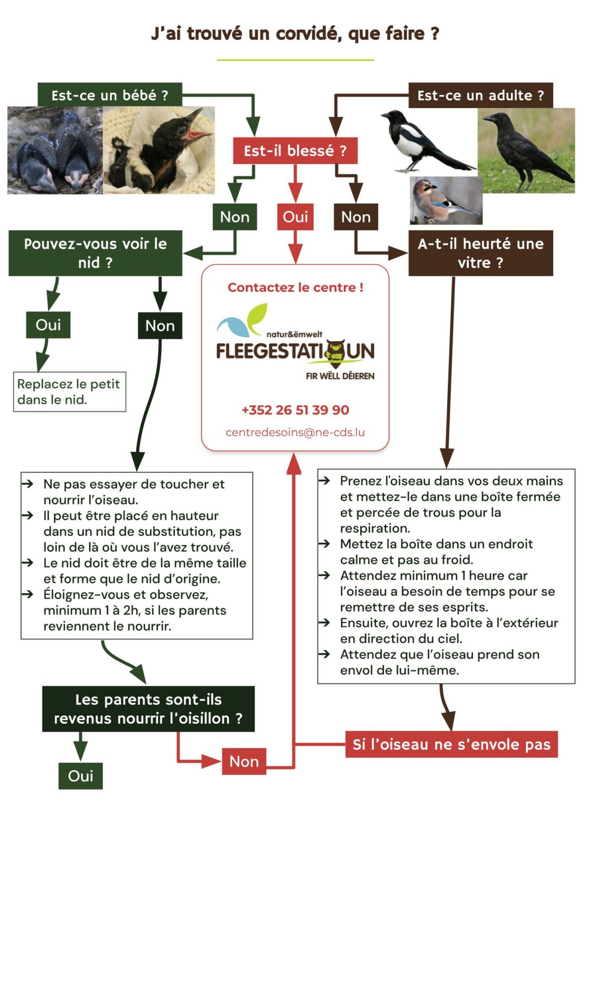 Corvidés en détresse - Centre de Soins